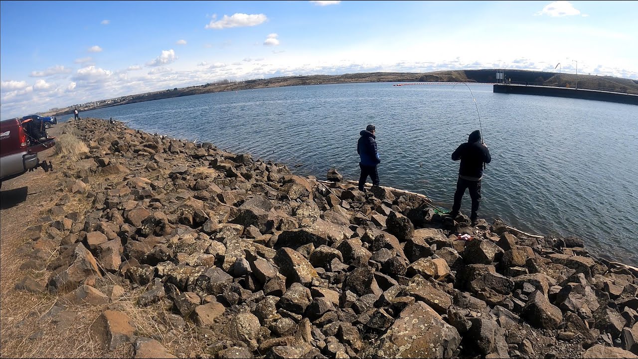 Keeper Steelhead on Snake River (Ice Harbor Dam) - YouTube