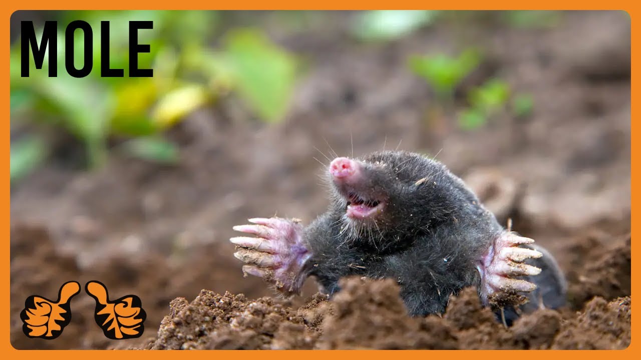 Mole — 2 Paws Up - YouTube