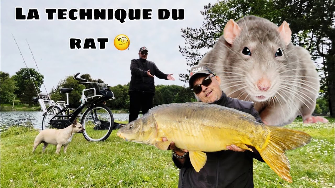 Pêche de la carpe, une approche économique et opportuniste. La ...