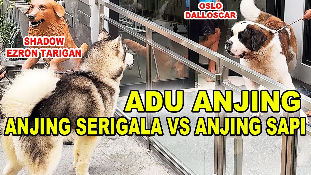 Anjing Sapi VS Anjing Serigala - Ezron Tarigan & Dalloscar - Alaskan ...