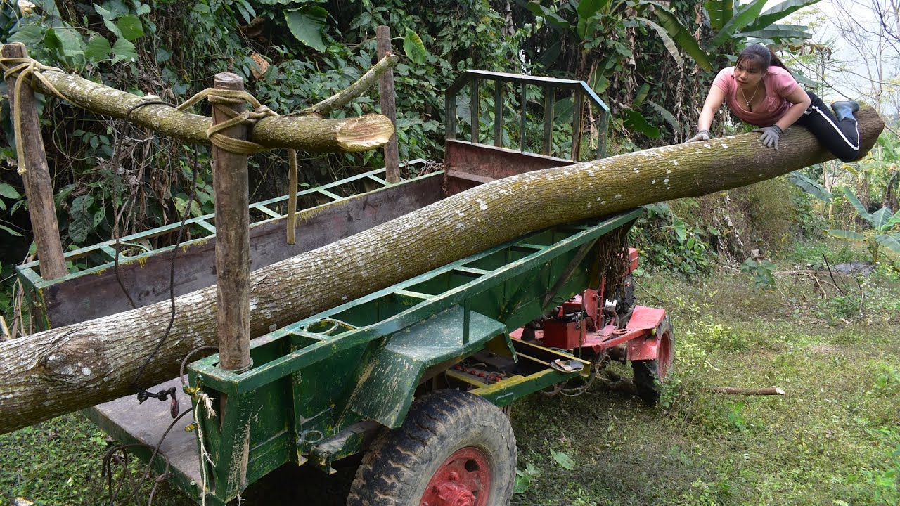 Cut down big trees. Farm transporter with off-road. Transport big trees ...