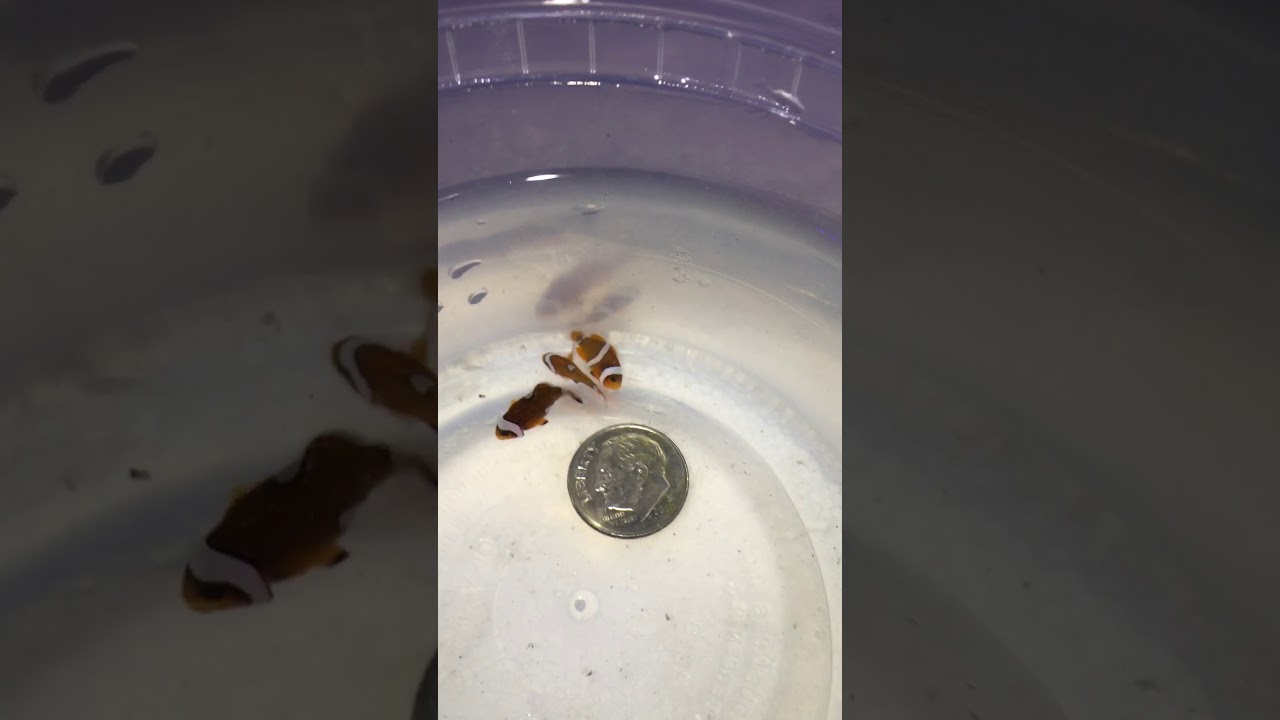 Clownfish size comparison - YouTube