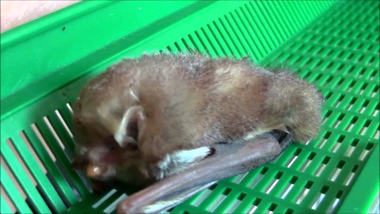 Young Red Bats Nature's Nursery - YouTube