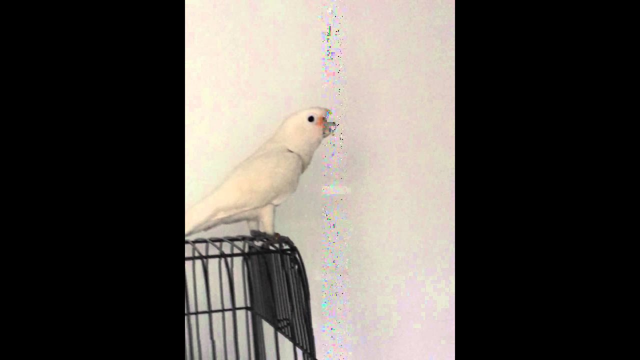 Laughing cockatoo - YouTube