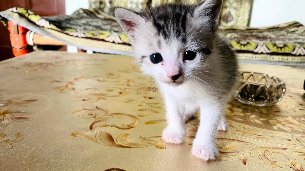 Cat video | beautiful cat Nice 🙂 Video super Happy cat Cutest thing I ...