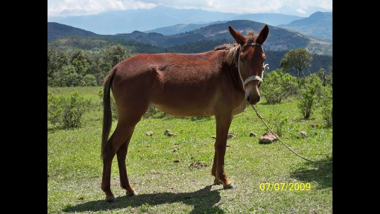 Criadero de Mulares de la Policía Nacional Boyacá Colombia - TvAgro por ...