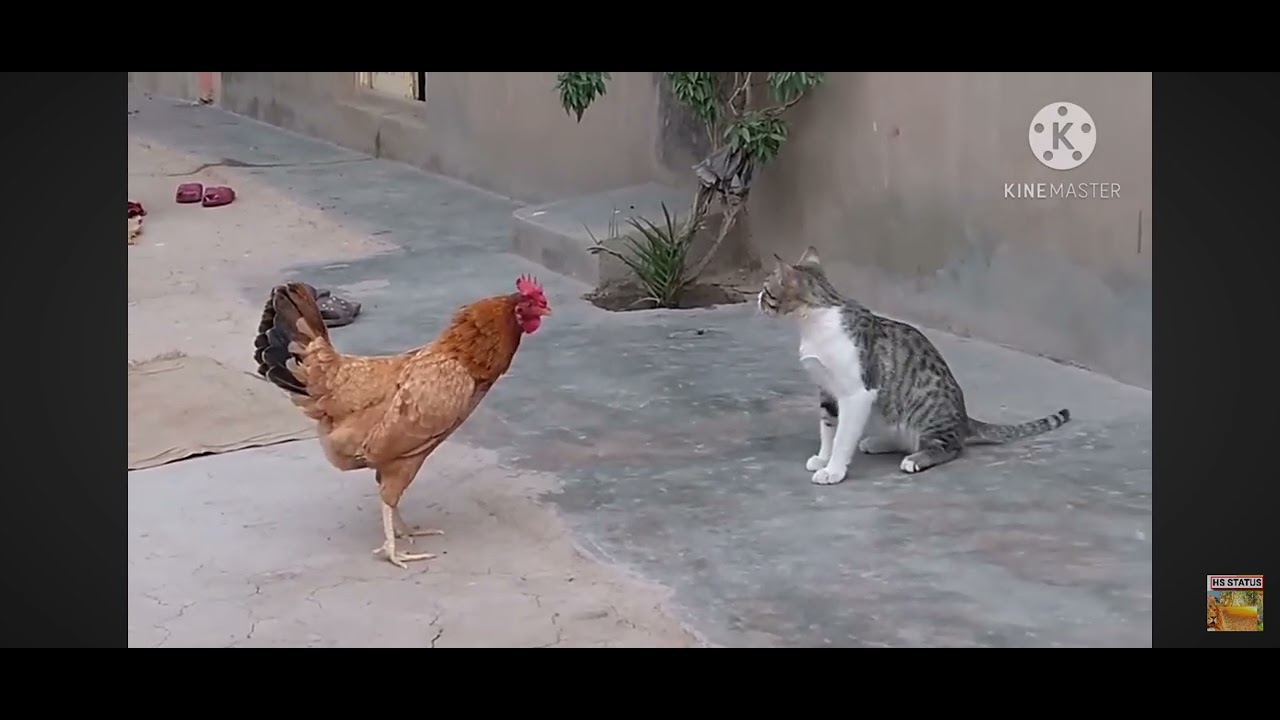 cat vs chicken fighting #chicken #cat #shorts - YouTube