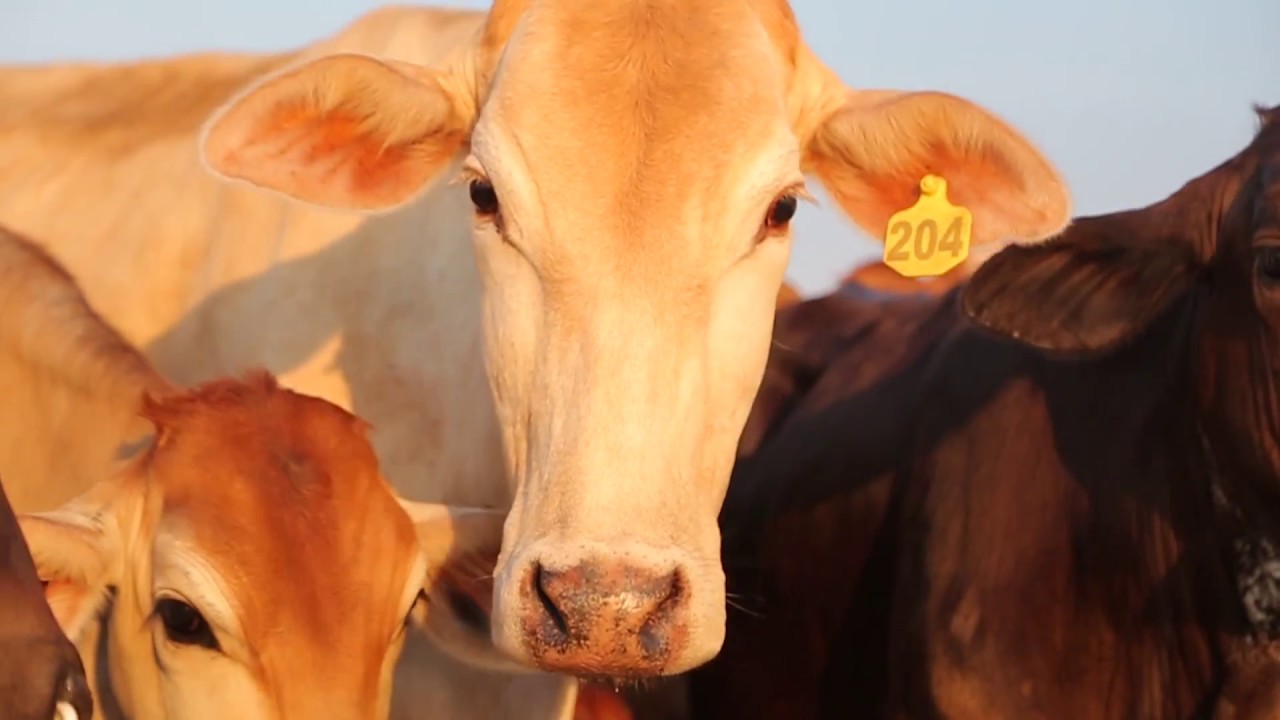 Miraka: Productivity, Competitiveness, and Sustainability for the ...