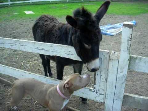 Pit Bull and Donkey - YouTube