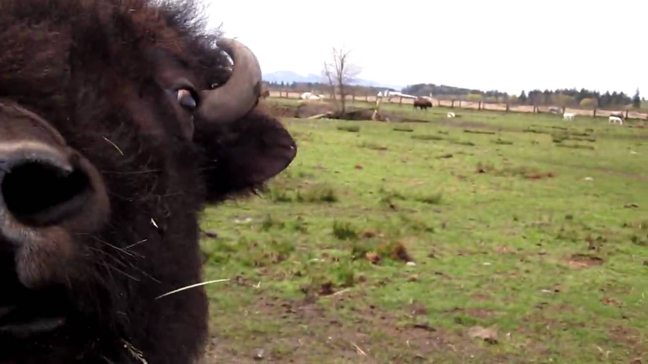 Feeding Buffalo - YouTube