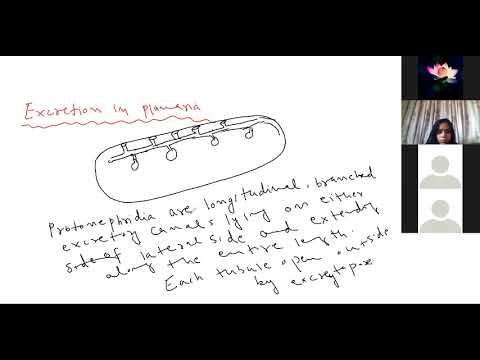 Excretion in Hydra and Planaria - YouTube