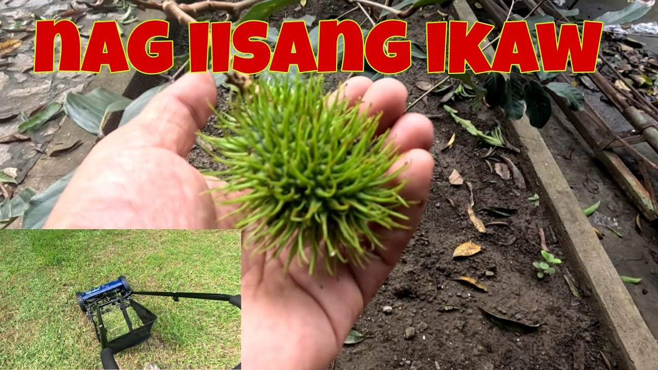 May bago akong laruan | Nagpakita na rin ang araw | iisang bunga ng ...