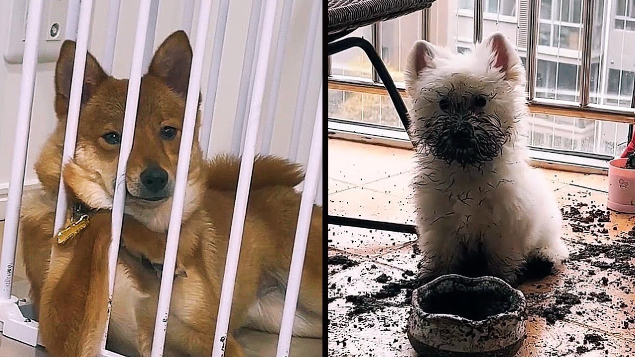 Dogs Who Just Got Caught Red-Handed! - YouTube