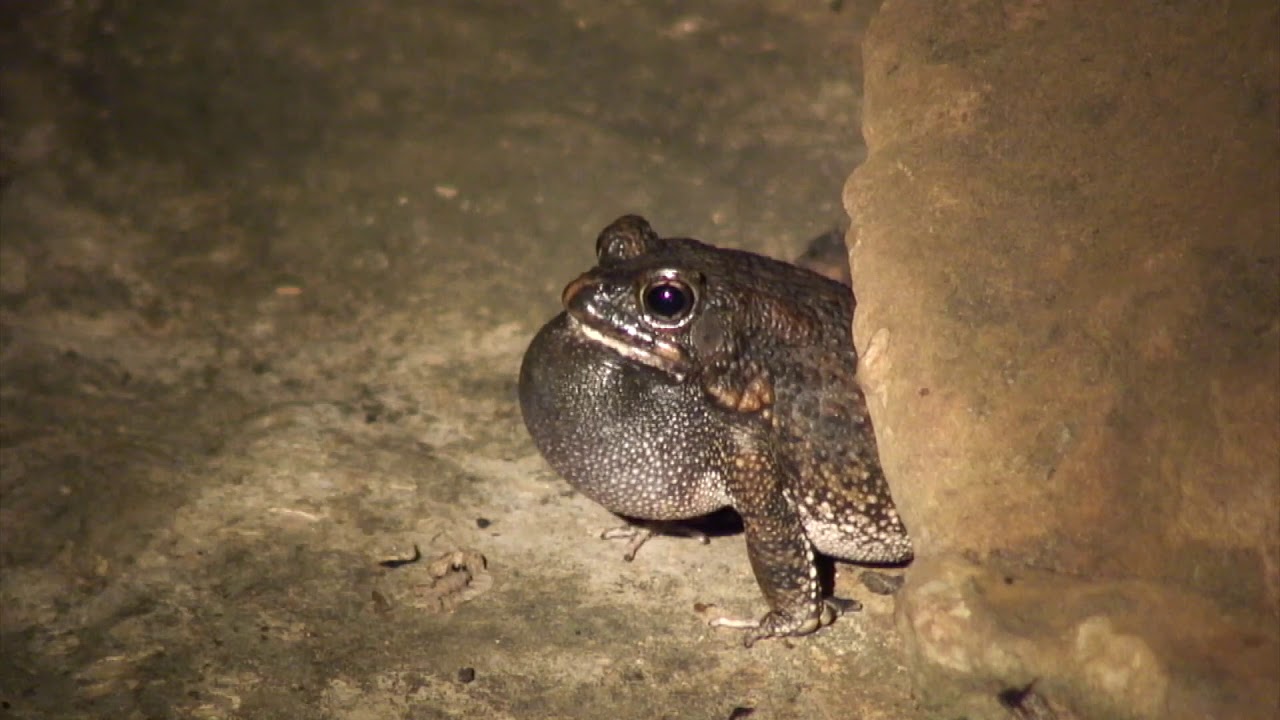 Toad follows my vocal lead – calling back when I mimic him! - YouTube