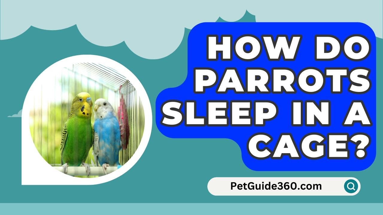 How Do Parrots Sleep In A Cage? - PetGuide360.com - YouTube