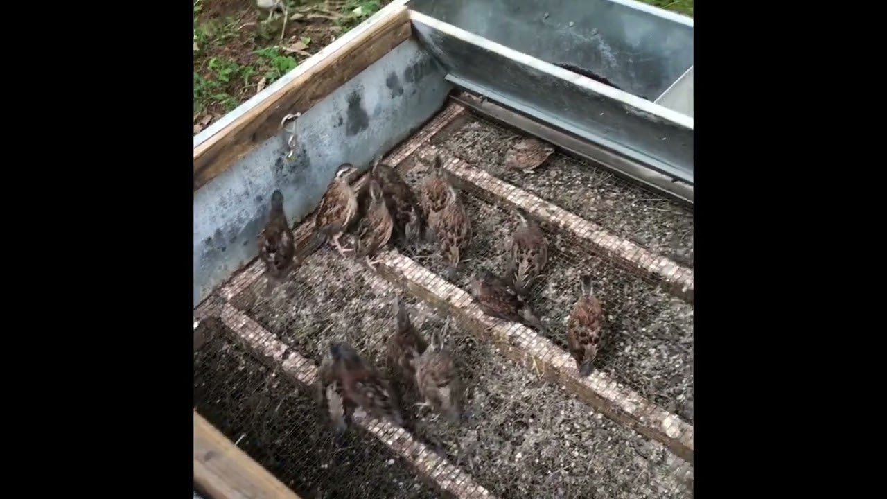 Bobwhite Quail Release - YouTube