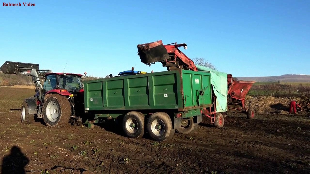 Loading Fodder Beet with Case. - YouTube