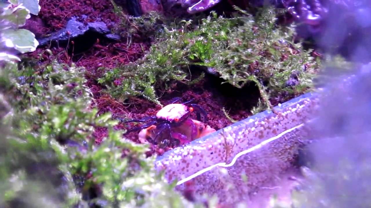 Geosesarma sp. "Vampire" Crabs (Vampier krab) - YouTube