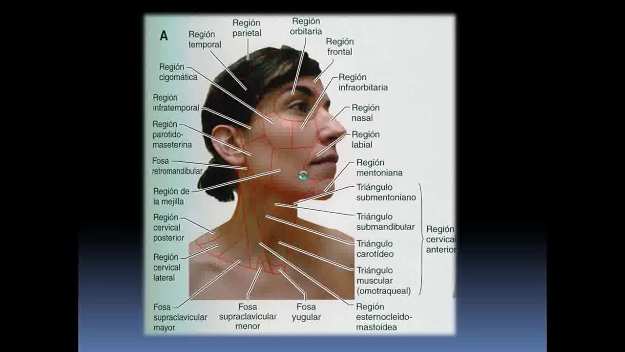 Untitled 10 LAS LINEAS DE LANGER, REGIONES CORPORALES - YouTube