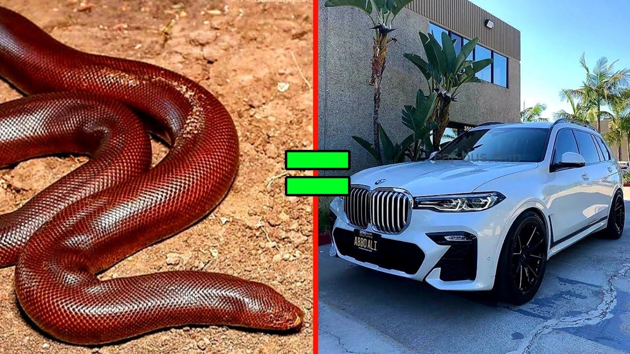 Why This Snake Price Is Equal To BMW? | Snake Price Is Equal To BMW ...