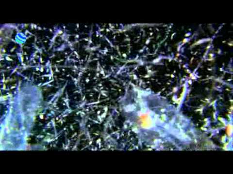 La vie avec le zoo plancton sous-marin.. - YouTube