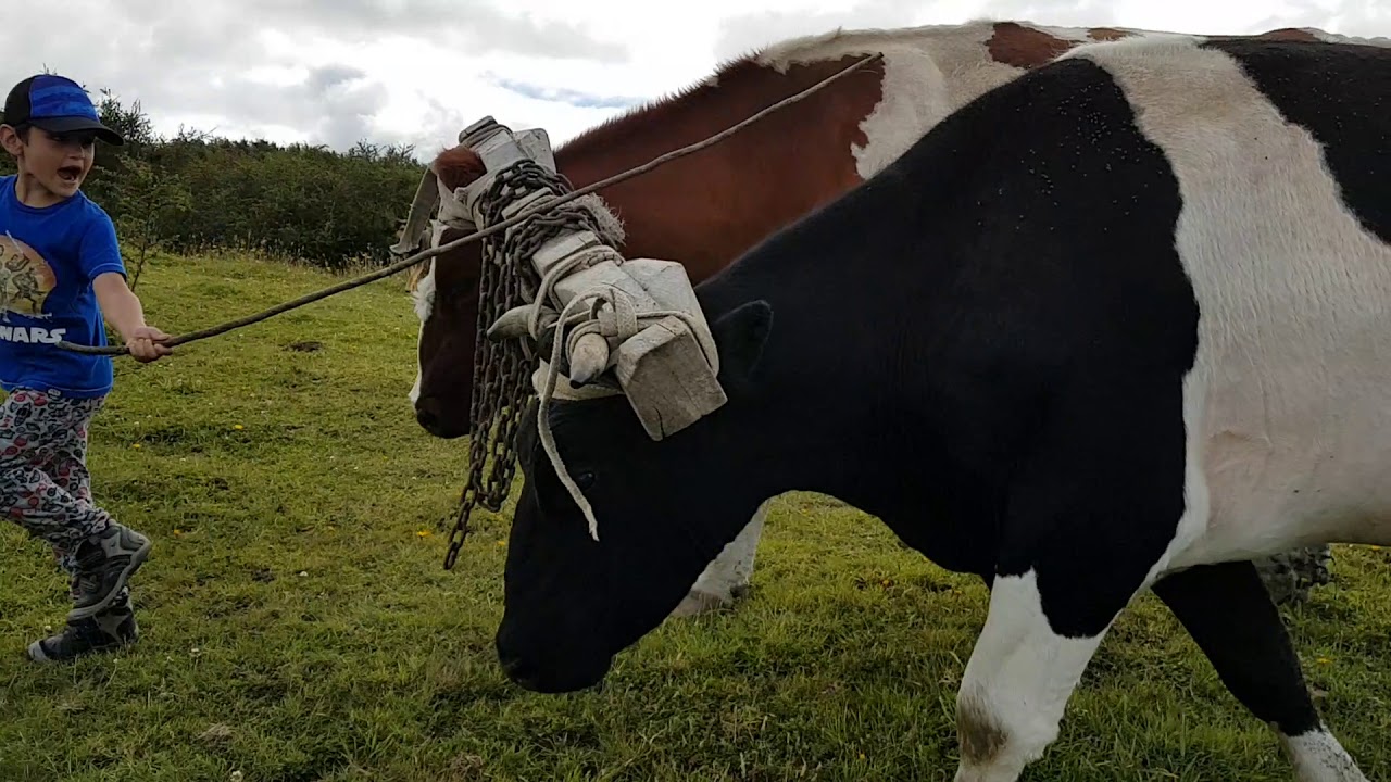 Como manejar una Yunta(1) - YouTube