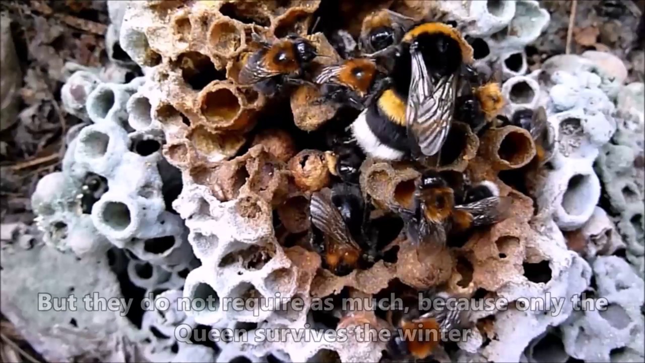 Why and How do Bees Make Honey - YouTube