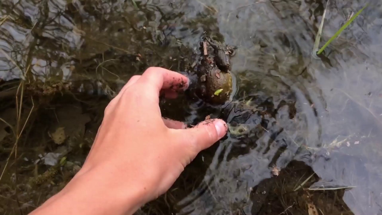 Catching FROGS on fishing poles!!! - YouTube