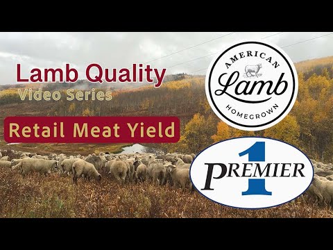 Lamb Quality Video Series: Retail Meat Yield - YouTube