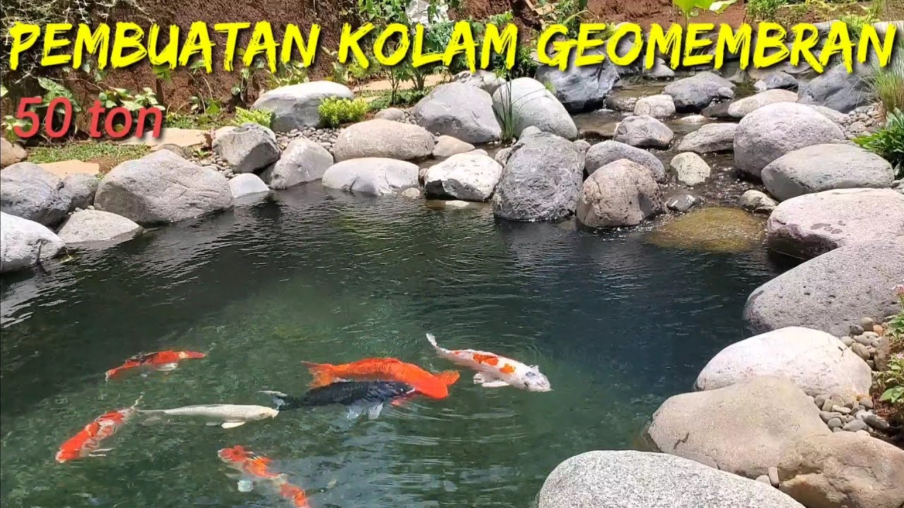 Cara membuat kolam koi alami 50 ton - YouTube