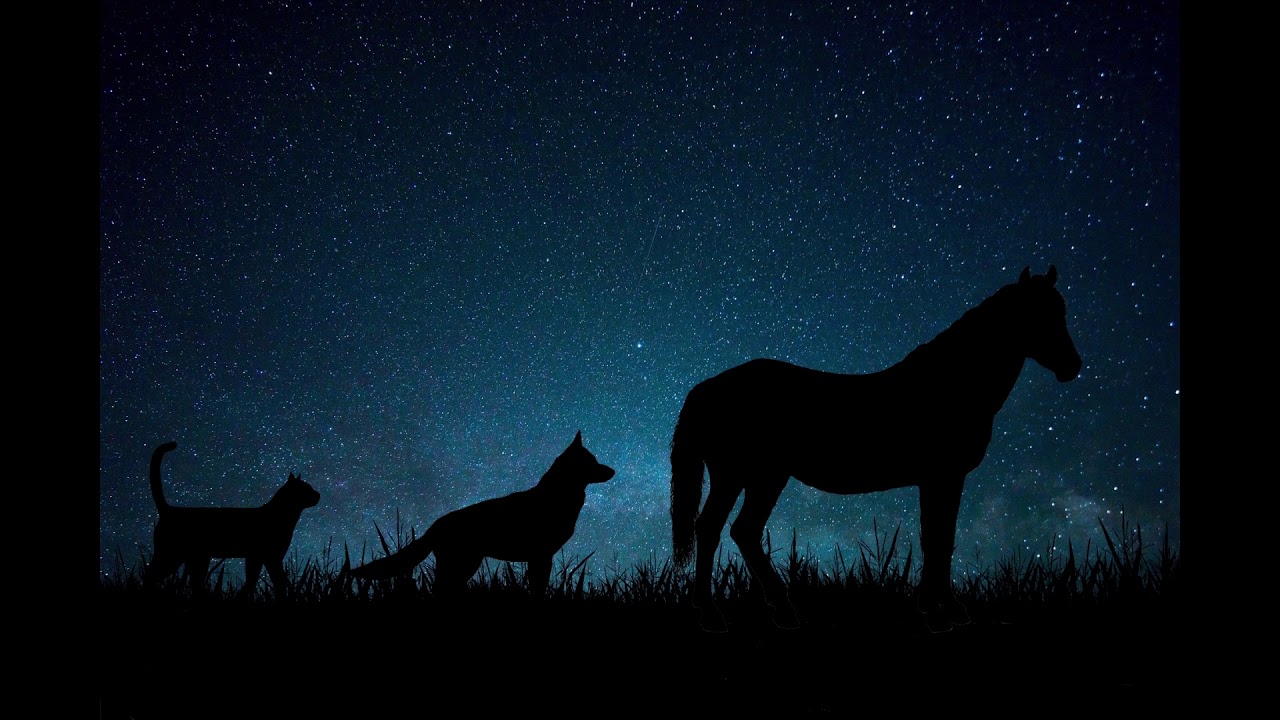 Le chien, le chat et le cheval - YouTube