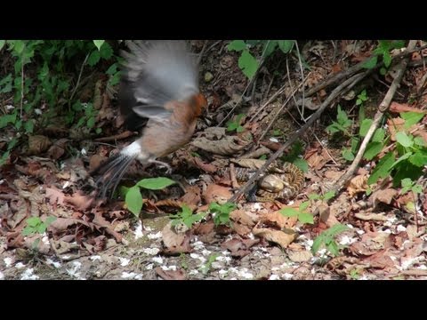 새와 뱀의 싸움 bird vs snake - YouTube