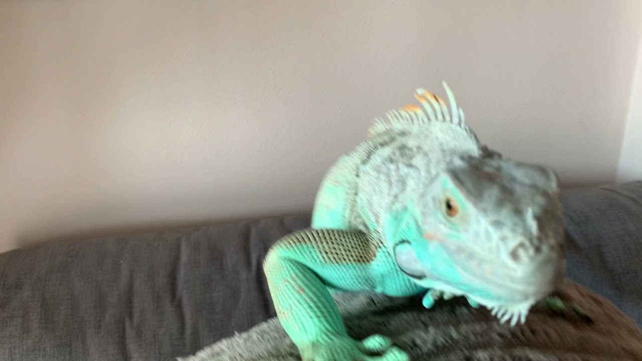 Jorge blue iguana jump to me - YouTube
