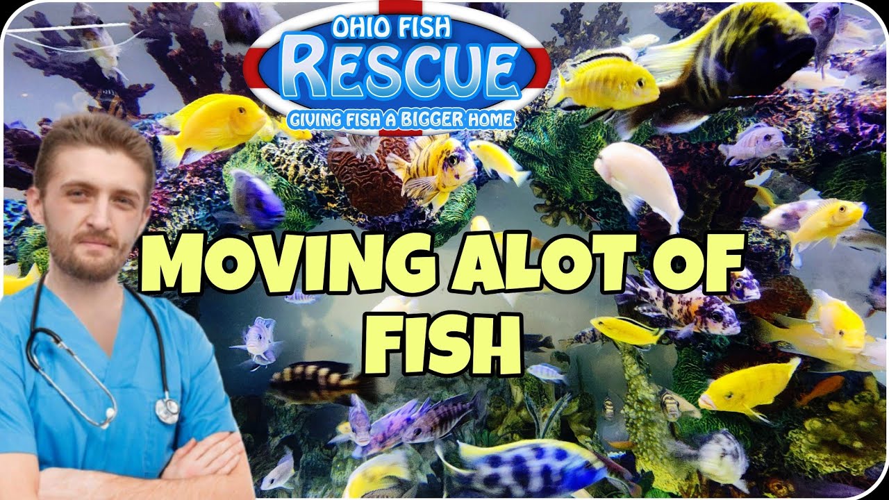 MOVING MORE MONSTER FISH at OHIO FISH RESCUE - YouTube