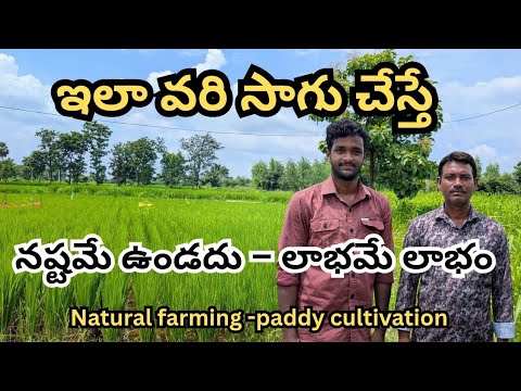 నేచురల్ ఫార్మింగ్‌లో వరి పొలం సిద్ధం చేయడం ఎలా? | Step-by-Step Land ...