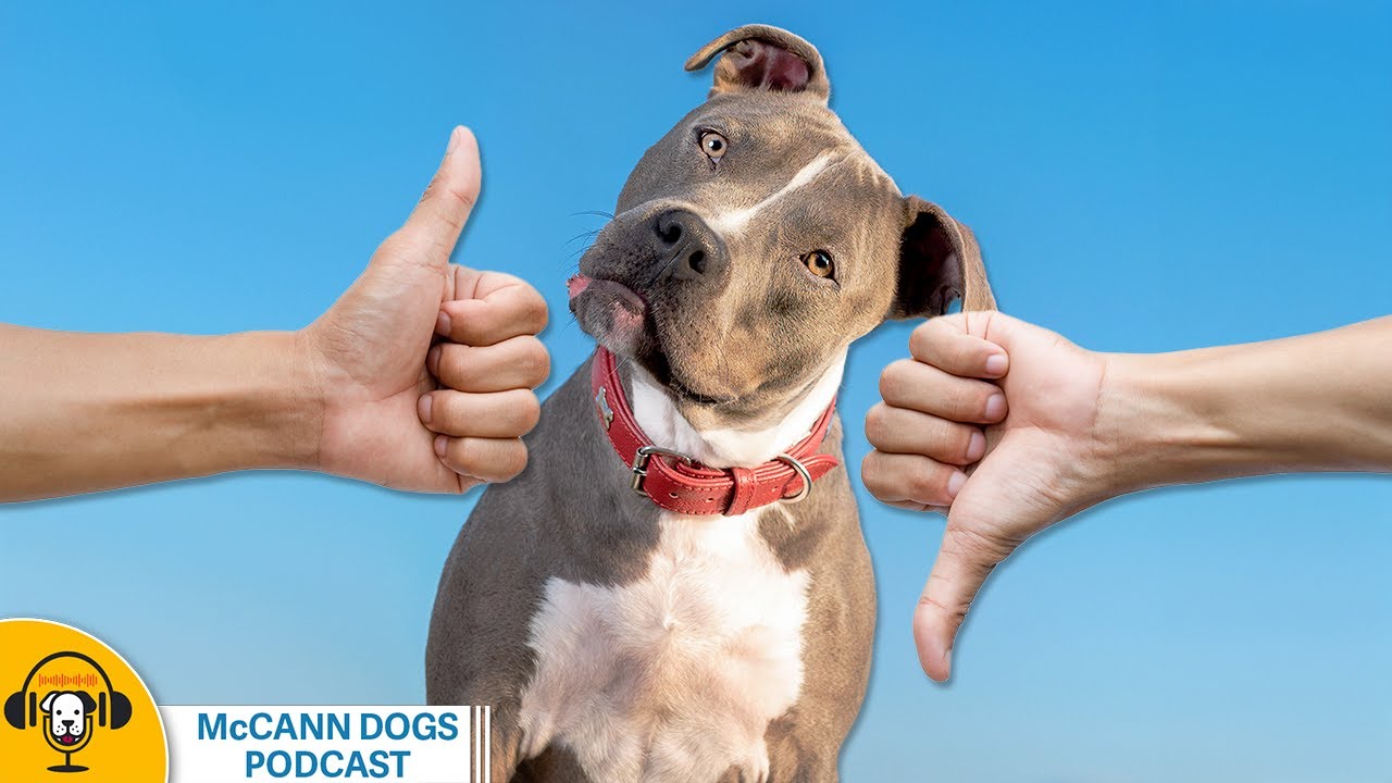 Dog Training Hot Topics You Need To Be Thinking About - YouTube