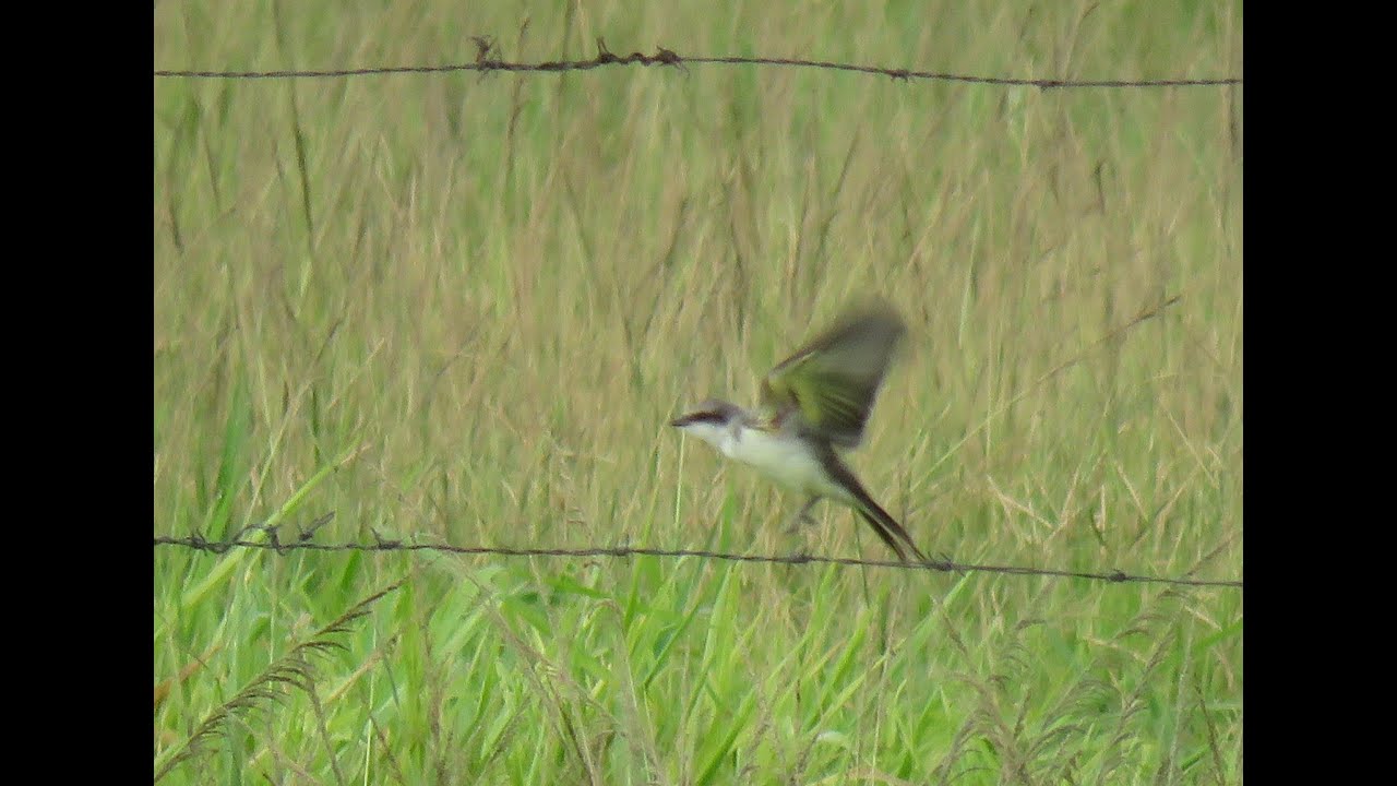 Hybrid juvenile Tropical Kingbird x Fork-tailed Flycatchers - YouTube