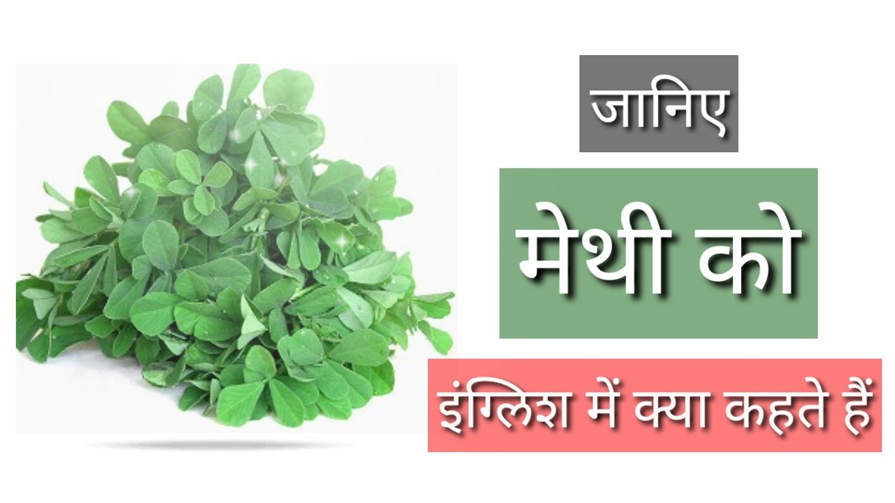 मेथी को इंग्लिश में क्या कहते हैं | Methi ko English me kya Bolte hain ...