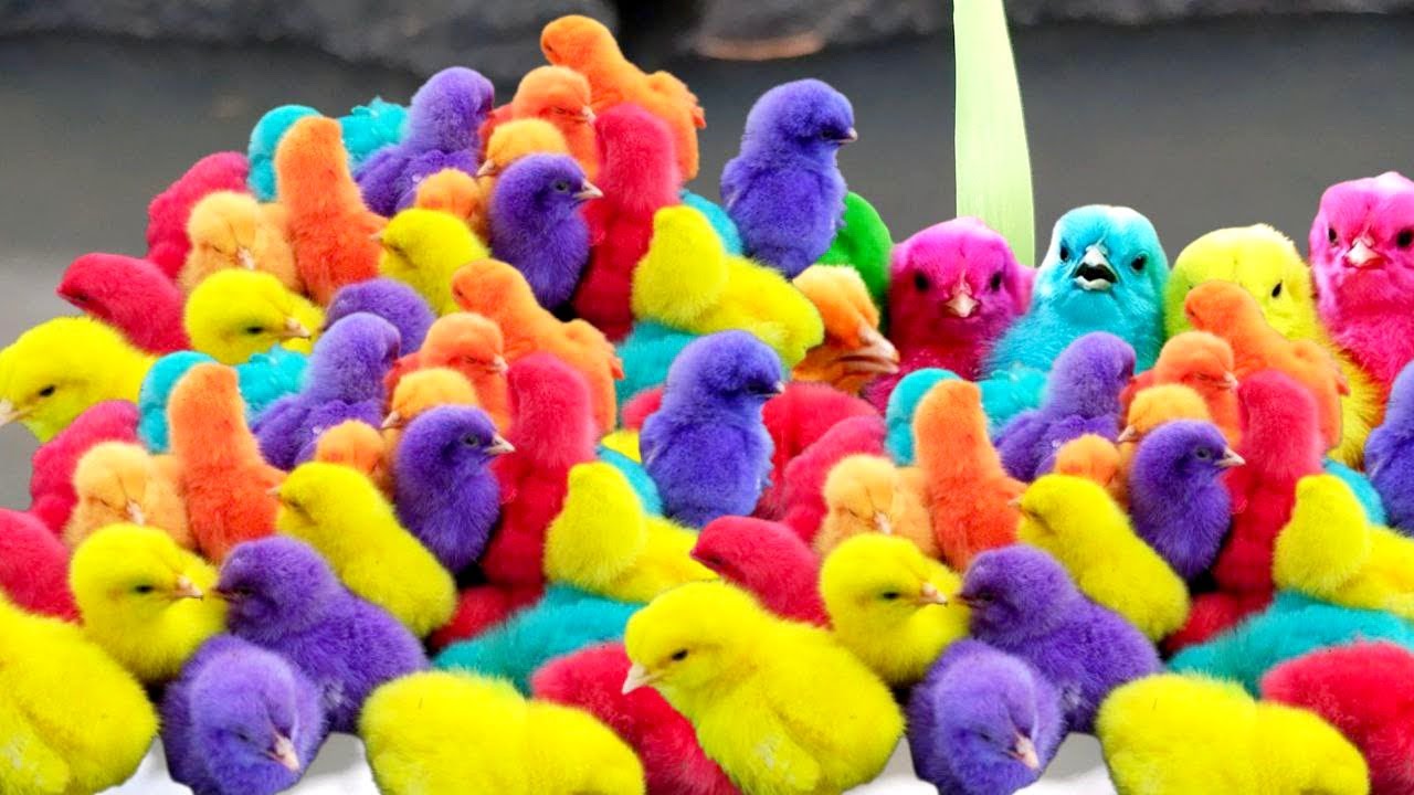 World Cute Chickens, Colorful Chickens, Rainbows Chickens, Cute Ducks ...