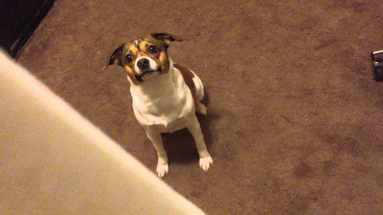 Boglen (Boston Terrier Beagle Mix) Terrier Barking - YouTube