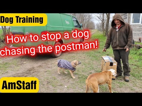How to stop AmStaff dog chasing the postman Common Sense Dog training ...