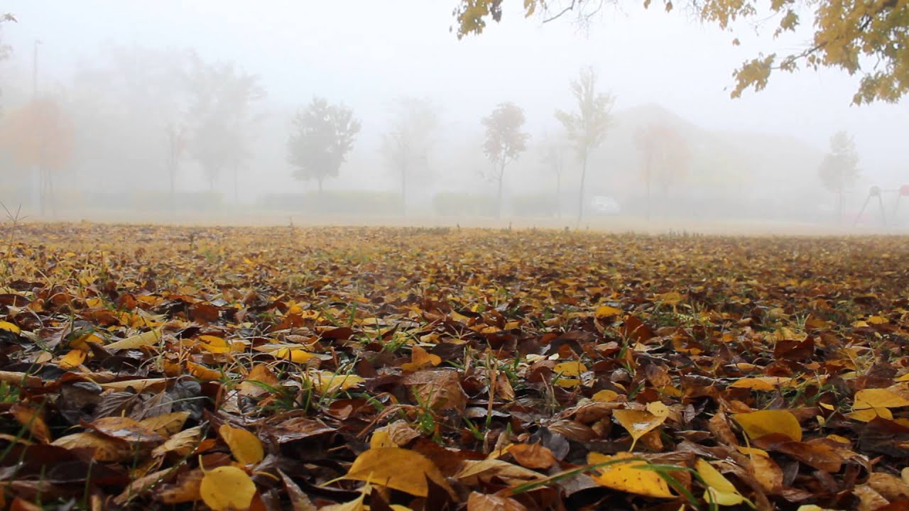 Free stock footage | autumn | leaves | landscape 1080p [HD] dslr - YouTube