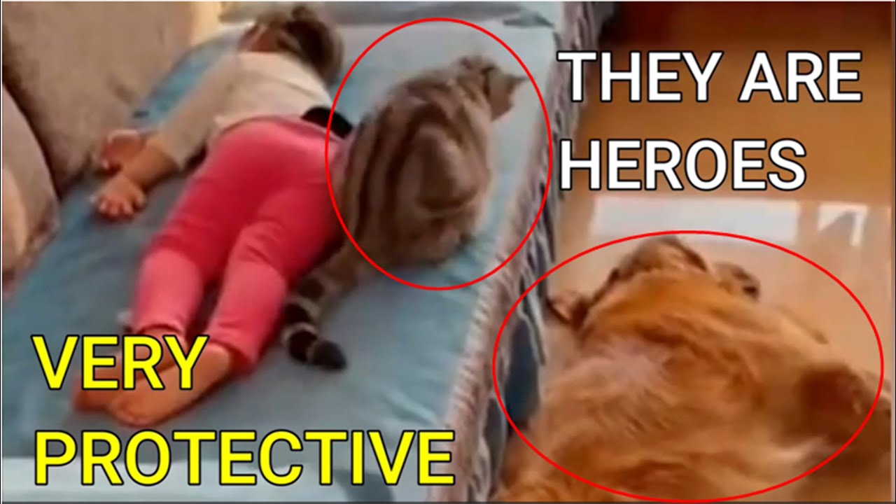 HERO ANIMALS THAT SAVED HUMAN LIVES | Real Life Heroes | Animals ...