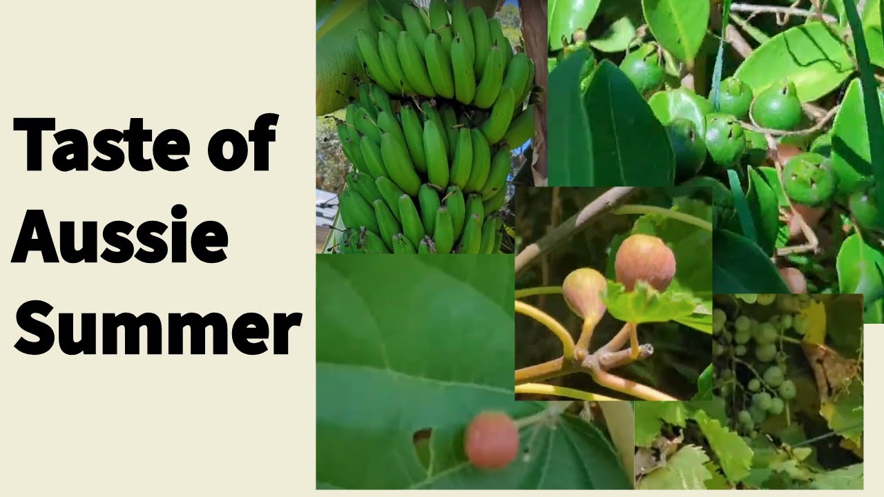 Fruits of Australian Summer - Bananas, Lychees, Guavas, Mangoes, Figs ...