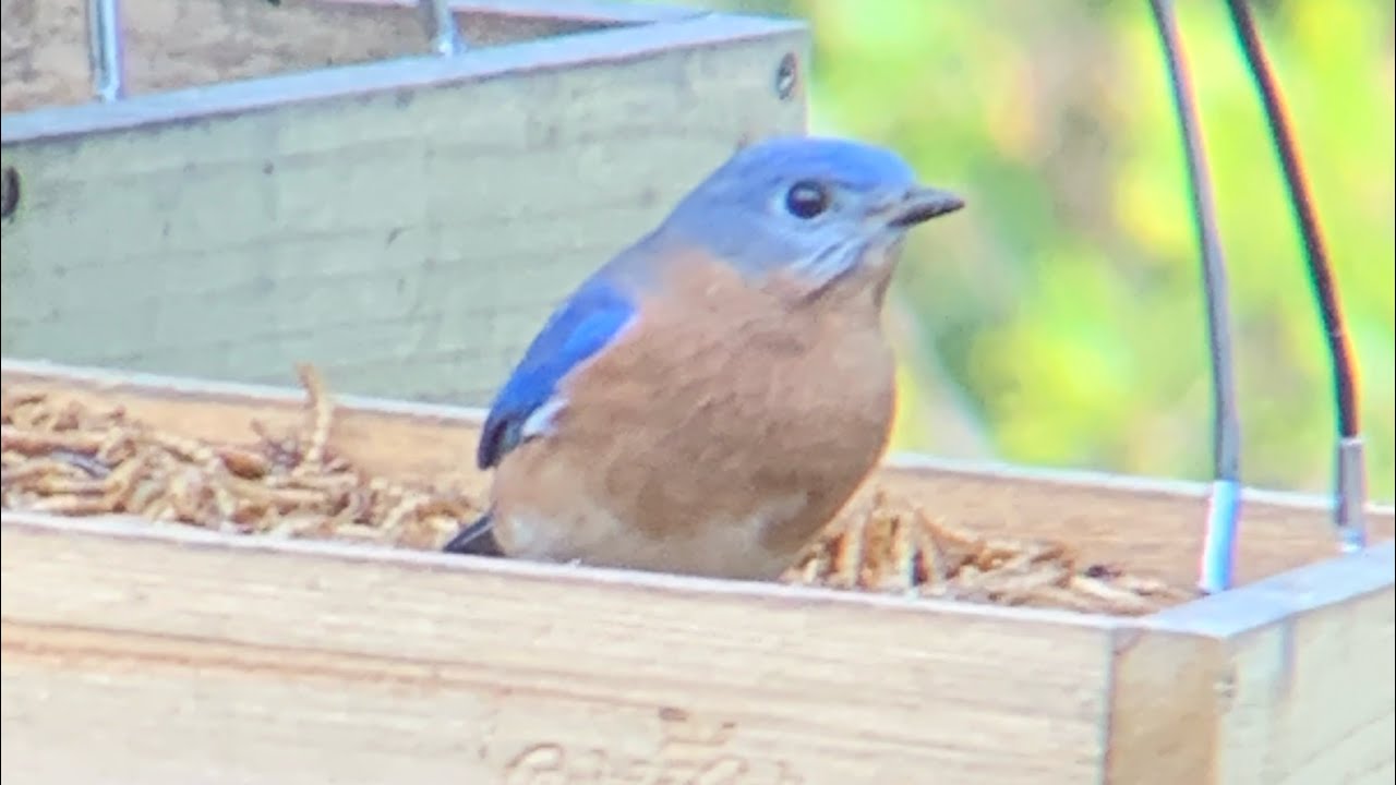 What are the best foods for attracting Bluebirds? Narrated How-To Guide ...