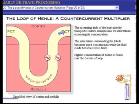 Kidney Loop Of Henle IP Pt 10 - YouTube