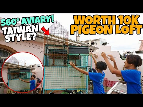 KULUNGAN NG KALAPATI, LINAGYAN NG 560° AVIARY! (WORTH 10K PIGEON LOFT ...