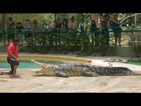 🐊A glimpse into crocodile behaviour🐊 Crocodile training & feeding shows ...