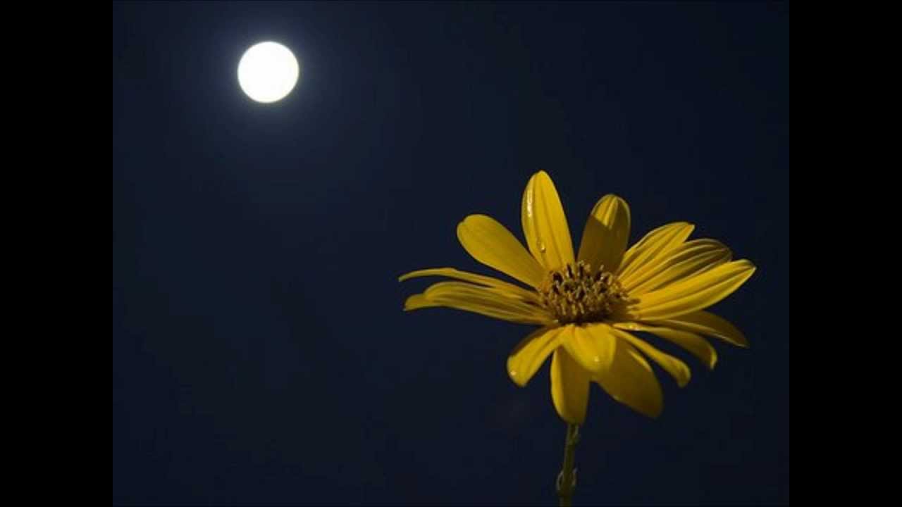 Buonanotte Fiorellino -Francesco De Gregori- Pubs&Clubs.wmv - YouTube