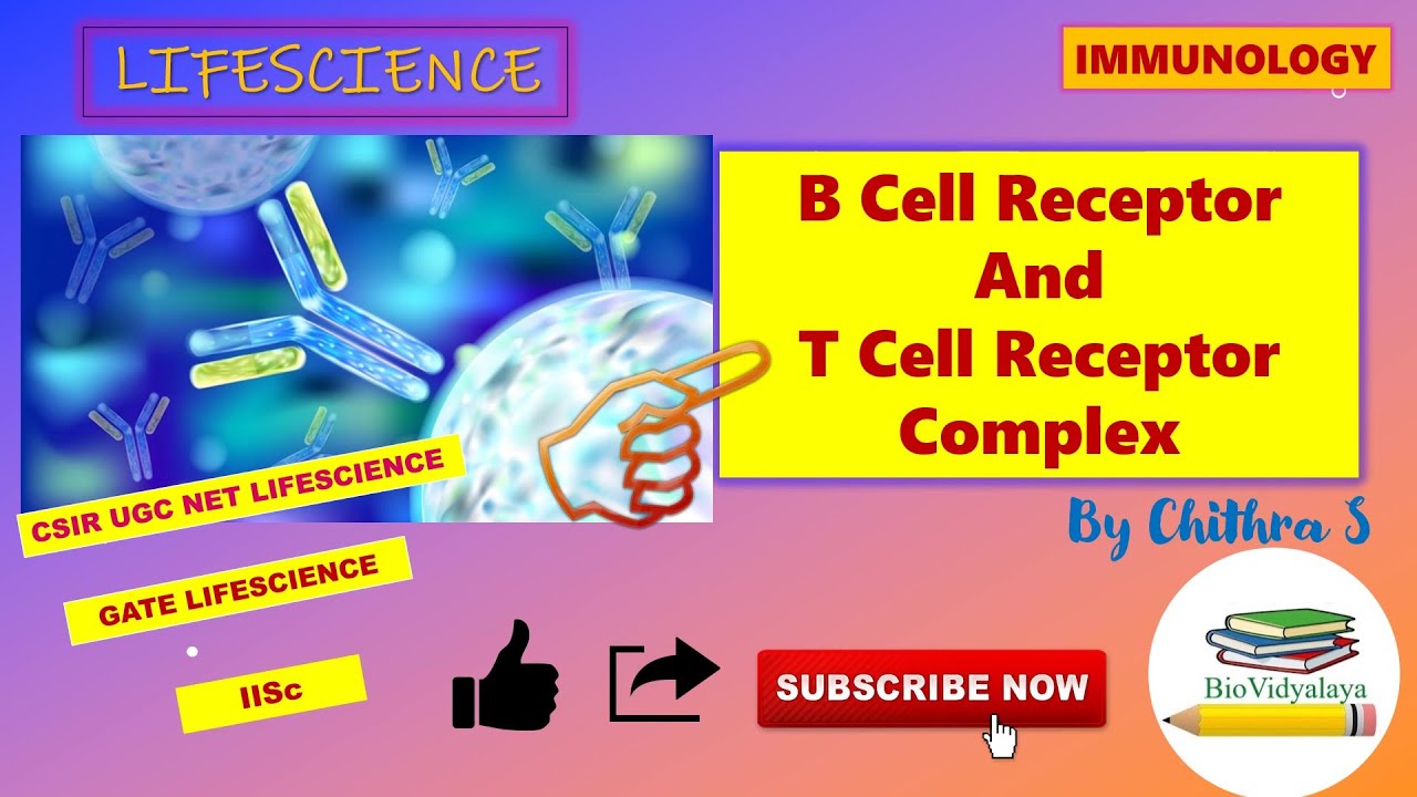 B-cell and T-cell Receptors | BCR and Ig alpha/Ig beta Heterodimer ...